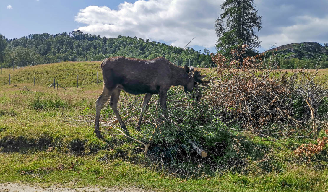 Are there elk in Scotland: History and Extinction