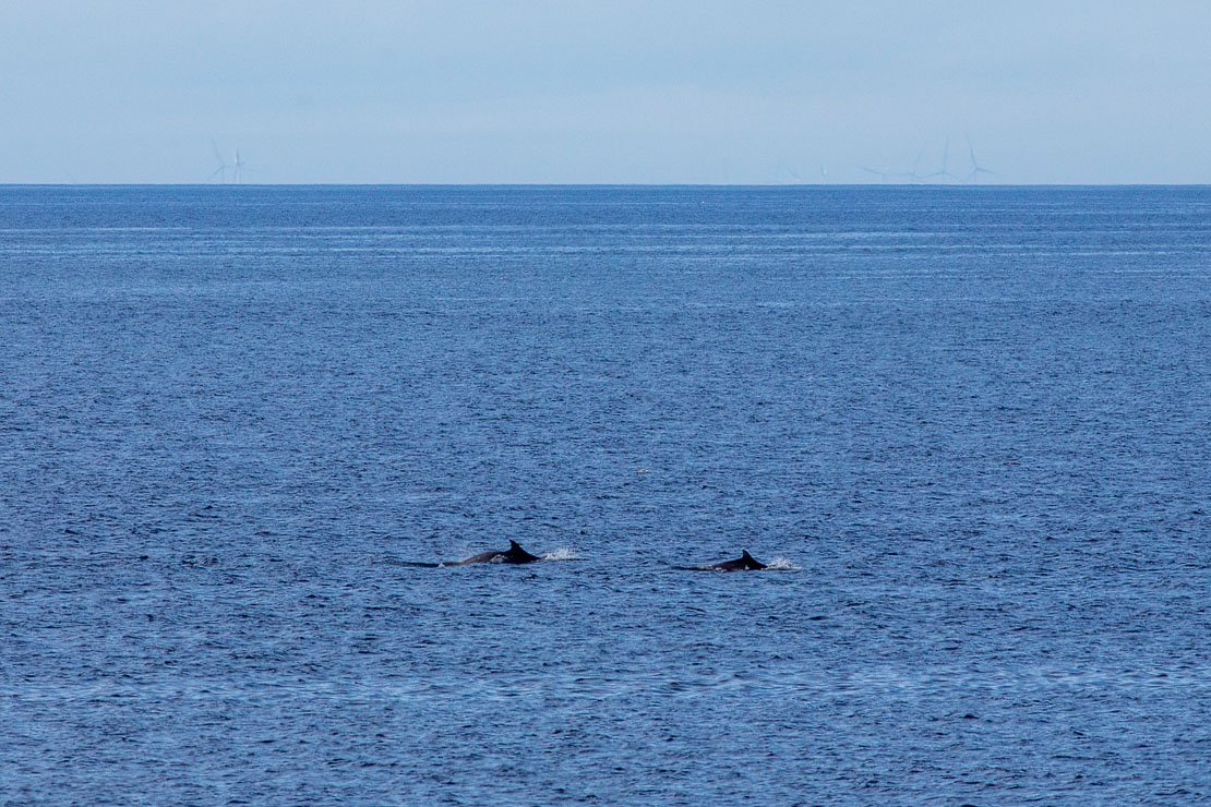 Scotland's Maritime Heritage at Portsoy Boat Festival 2024